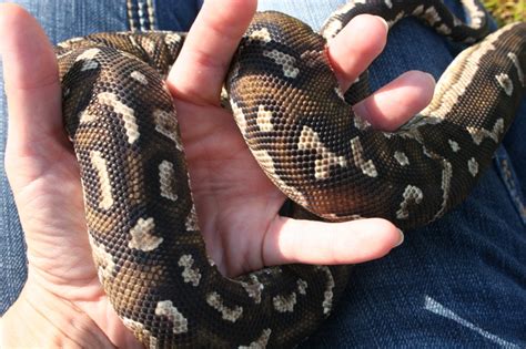 Angolan Pythons