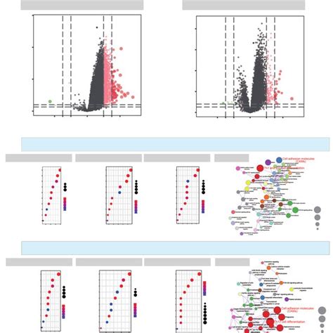 The Differential Expression And Genetic Function Enrichment Analysis