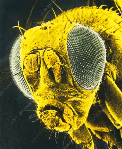 Fcol Sem Of Head Of Fruit Fly Drosophila Sp Stock Image Z340