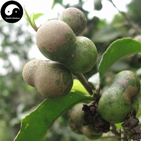 Buy Pu Erh Teea Tree Semente 30pcs Plant Chinese Puer Teea Tree For