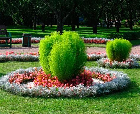 Кохия: выращивание и уход из семян, когда и как сажать, фото