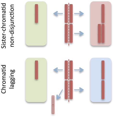 Figure 2 From The Consequences Of Chromosome Segregation Errors In