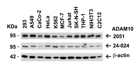 Adam10 Antibody Cat No 2051 Prosci