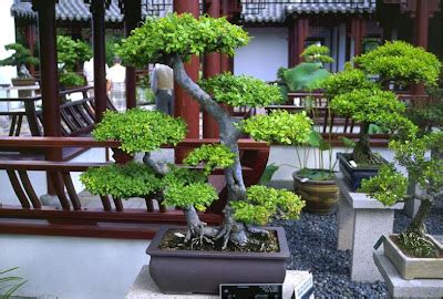 How To Make A Bonsai Tree