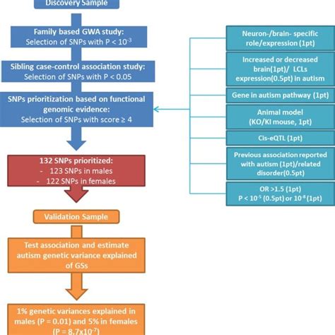 Flow Chart Displaying The Different Steps For Snps Prioritization With Download Scientific
