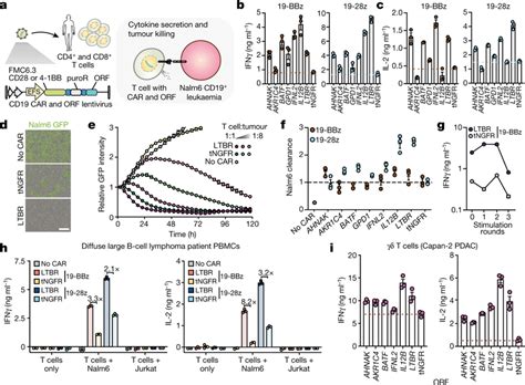 Top Ranked Genes Improve Antigen Specific T Cell Responses And Tumour