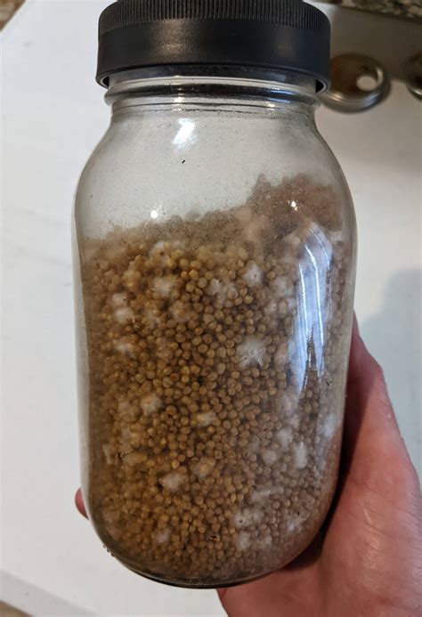 X Oz White Millet Grain Spawn Jars Sterilized With Injection Ports And Fresh Air
