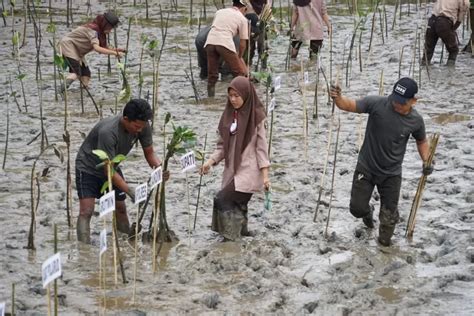 Kodim 1022 Tanah Bumbu Melaksanakan Pogram Penanaman Pohon Mangrove Di
