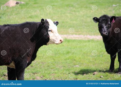 California Scenery Black Baldy And Black Angus Cattle In Field