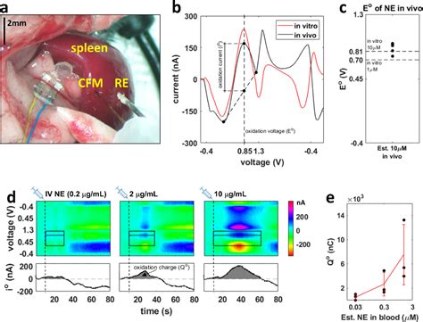 Figure From Spleen Voltammetry Assesses In Real Time Norepinephrine