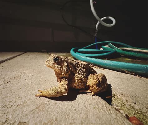 Lovely Western Toad R Toads