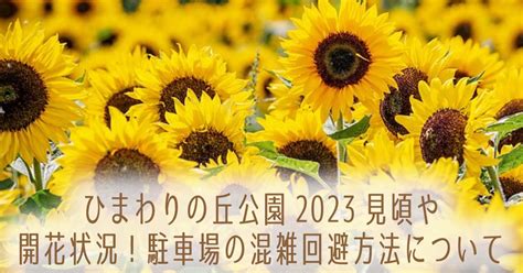 ひまわりの丘公園2023見頃や開花状況！駐車場の混雑回避方法について Moosic Lab