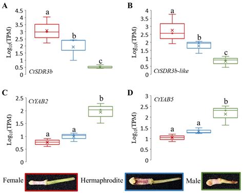 Ijms Free Full Text Sex Related Gene Network Revealed By