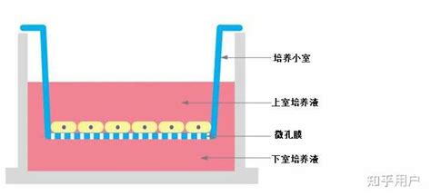 Transwell实验检测细胞迁移的具体操作和要点有哪些 知乎