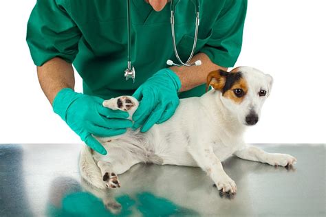 La Importancia Del Control De Plagas Para Mascotas Fastcontrol