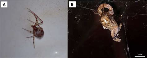 Record Of The Cob Web Spider Parasteatoda Tepidariorum C L Koch