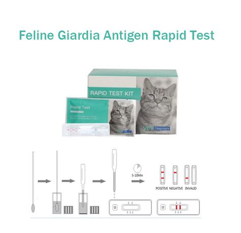 Feline Giardia Antigen Rapid Test Giardia In Dogs China Puppiespets