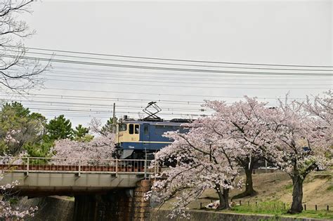 4月5日 夙川でさくらとPF とある鉄道日記