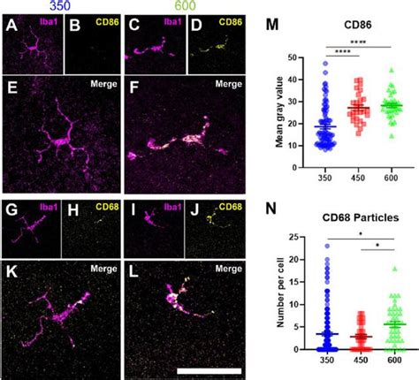 Cd86 B7 2 Monoclonal Antibody Gl1 Percp Efluor™ 710 46 0862 82