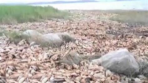 Misteri Kematian Ribuan Ikan Keramba Di Kedung Ombo Petani Rugi