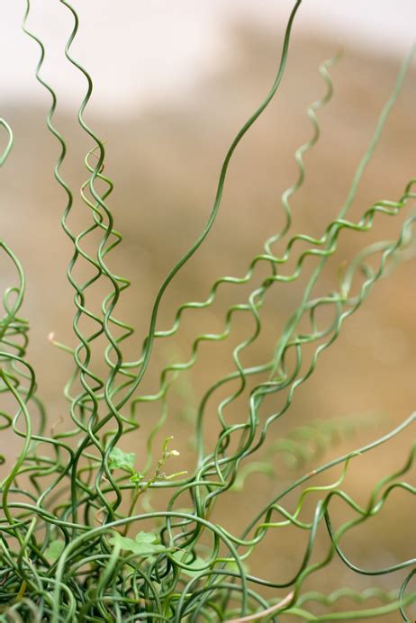 Rush Curly Spiralis Juncus Filiformis Ferri Seeds