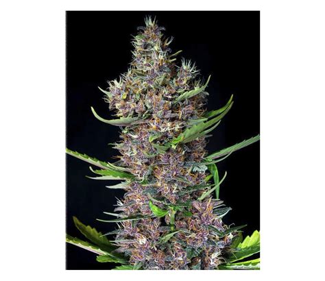Semillas De Marihuana De Las Mejores Genéticas Y Marcas La Huerta