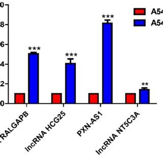 Validation Of LncRNA Expression In Drug Resistant NSCLC Cell Lines By