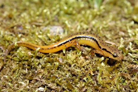 CalPhotos Eurycea Cirrigera Southern Two Lined Salamander