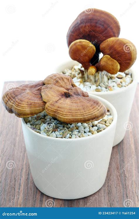 Ganoderma Lucidum stock image. Image of traditional, lingzhi - 23423417