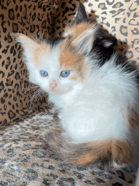 Siberian Forest Cat