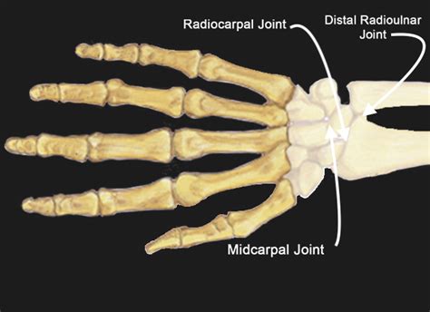 Distal Radioulnar Joint Anatomy Anatomic Structures At Risk