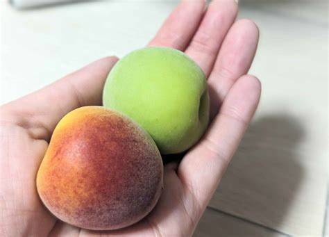 今年は梅しごとできましたか？？ ナカノナカ