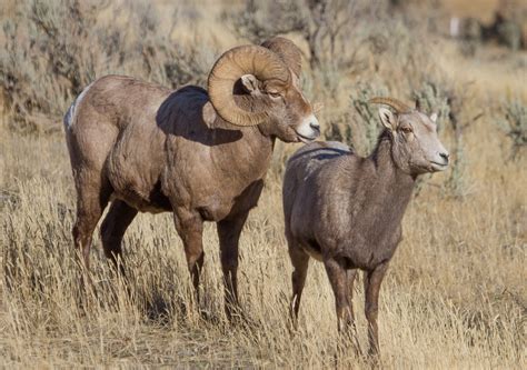 Bighorn Sheep Yellowstone National Park Us National Park Service