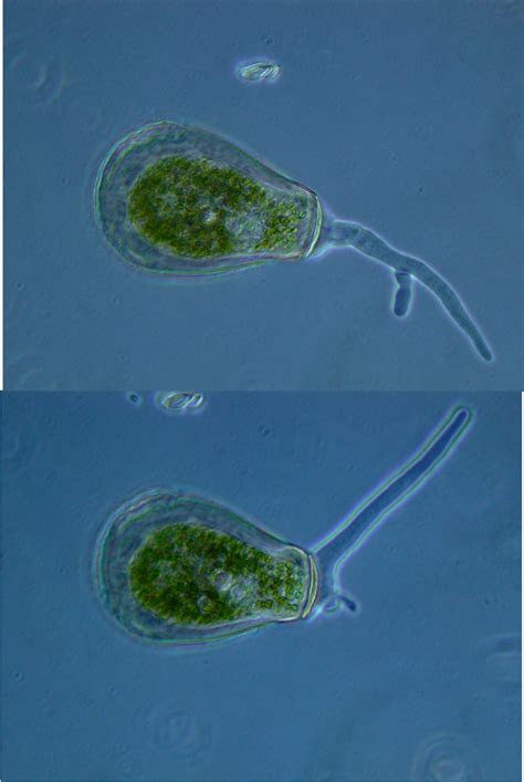 Hyalosphenia Papilio Rhizopodes And Actinopodes Mikroscopia