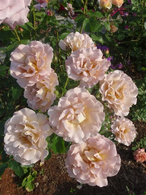 Edouard Vermeulen Vardomania