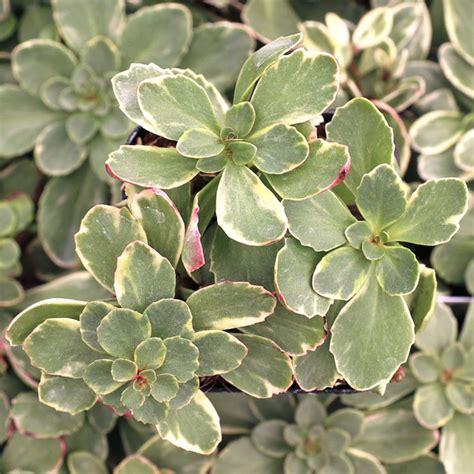 Sedum Kamtschaticum Variegatum Large Mcg™