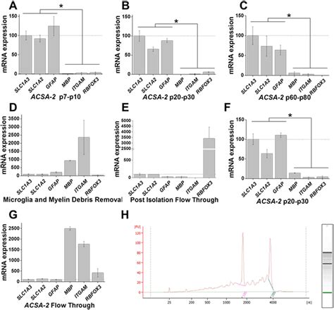 Isolation Of Astrocytes Across Development Astrocytes Were Isolated