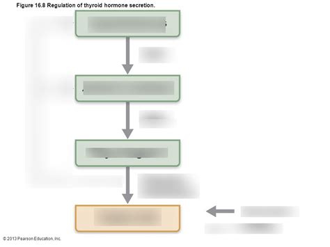 Regulation Of Thyroid Hormone Secretion Diagram Quizlet