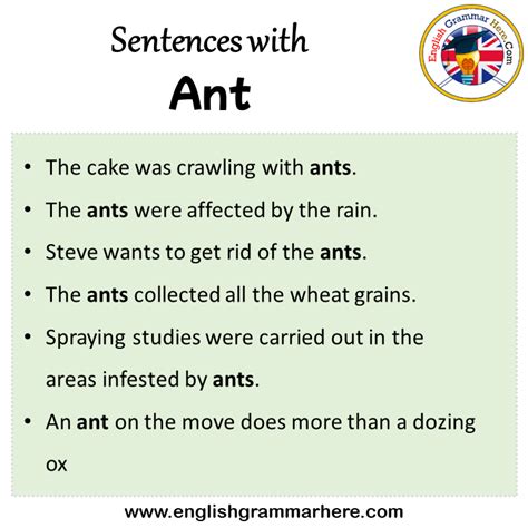 Sentences With Ant Ant In A Sentence In English Sentences For Ant