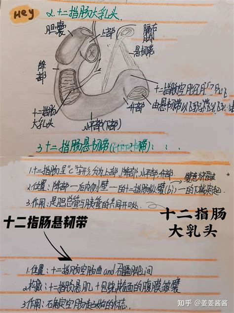 你爱吃的驴肉火烧的英文怎么说河北专升本康复 知乎