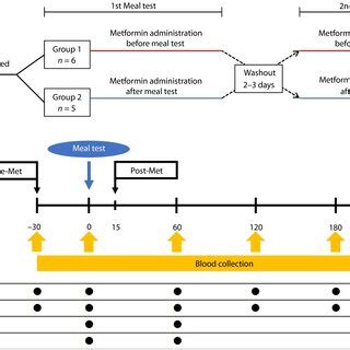 A Study Design B Meal Tests Under The Preprandial Metformin