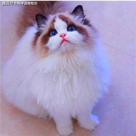 世界上公认的五种最聪明的猫主人