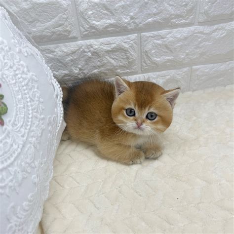 오독안심분양센터 고양이분양