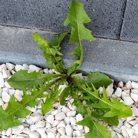 Does Baking Soda Kill Weeds Yes But Experts Urge You To Think Twice