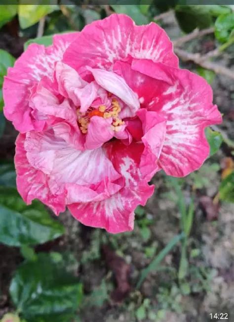 Candy Manner Maa Horticulture