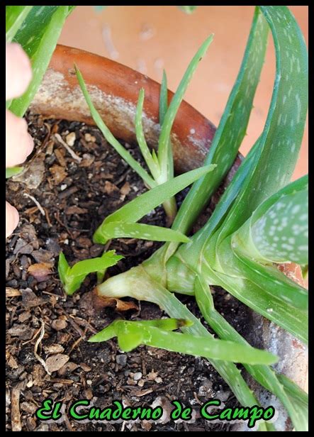 El Cuaderno de Campo Cómo reproducir un cactus o planta suculenta por hijuelos o hijos