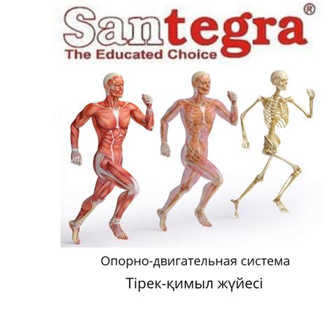 Препараты для укрепления сосудов с доставкой из Караганды