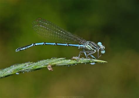 Libellula che mi guarda -20-06-2023 | O forse ha assunto que… | Flickr