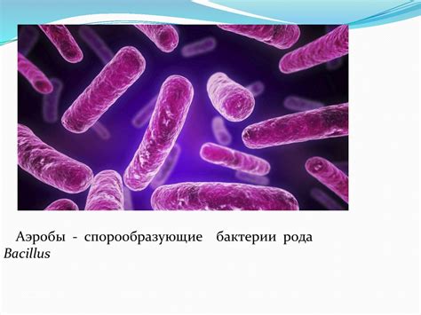 Пробиотики и их получение - презентация онлайн