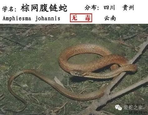 中国蛇类图鉴及名录2017中 哔哩哔哩